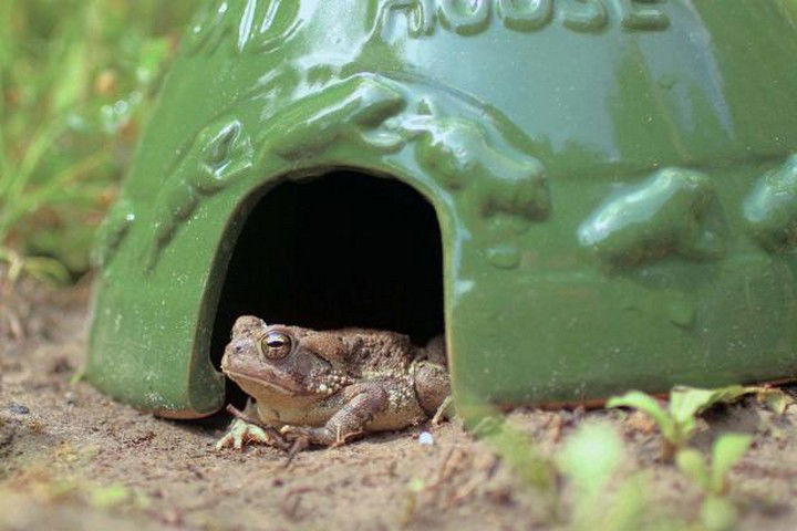 14 DIY Toad House Plans For Home Decoration - All Sands